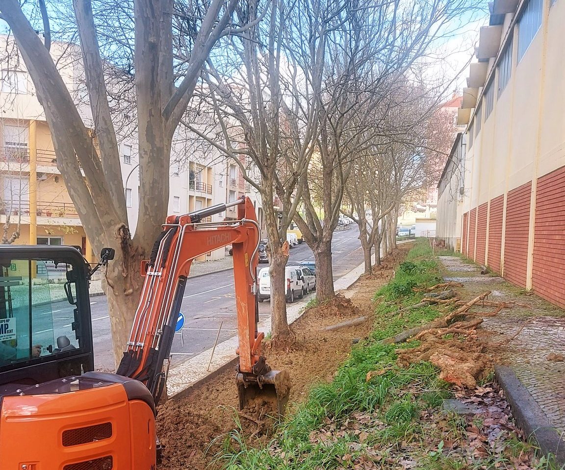Torres Novas | Abate de oito plátanos para executar obra de mobilidade ...