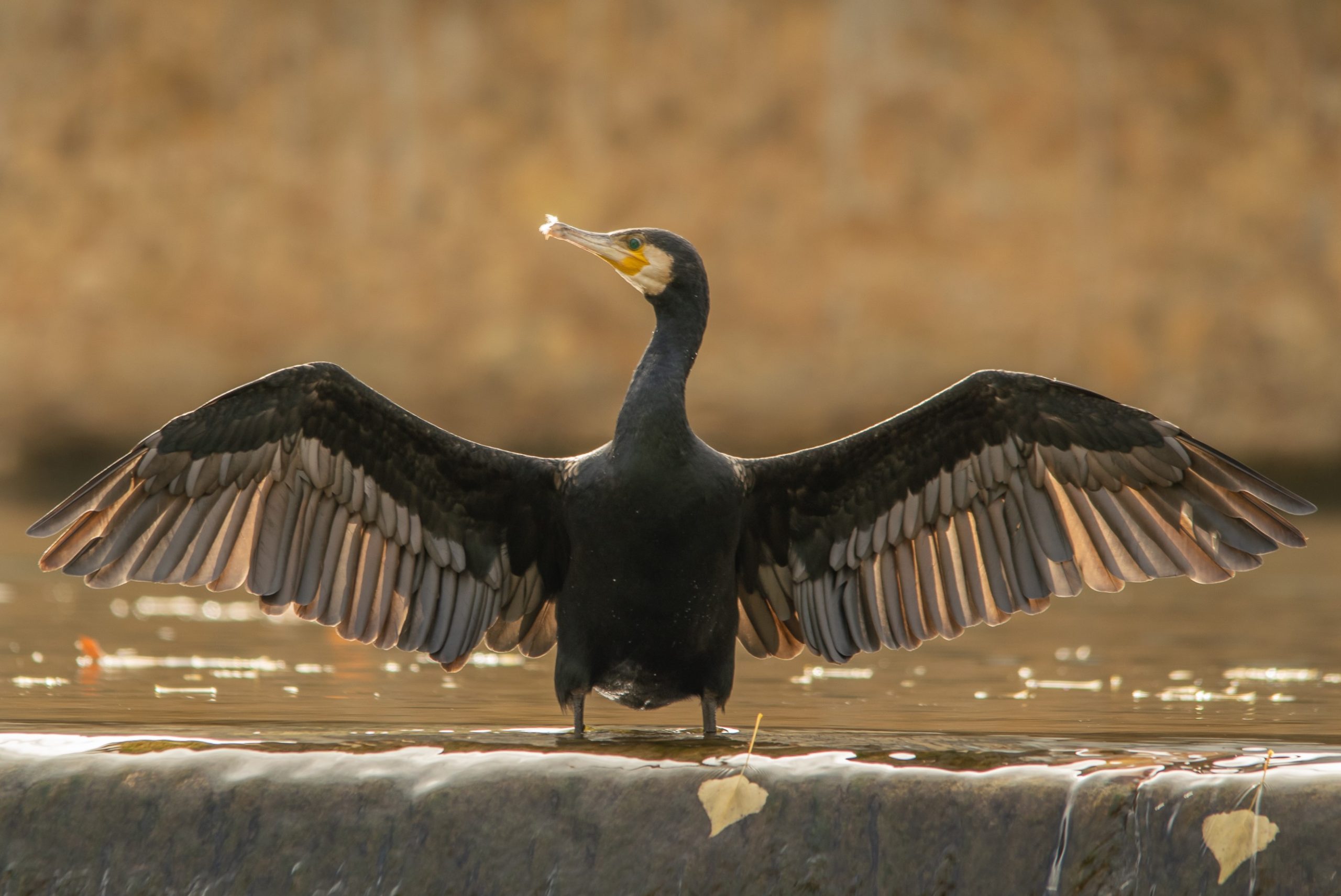 À Descoberta | Fauna e flora do Médio Tejo | Médio Tejo