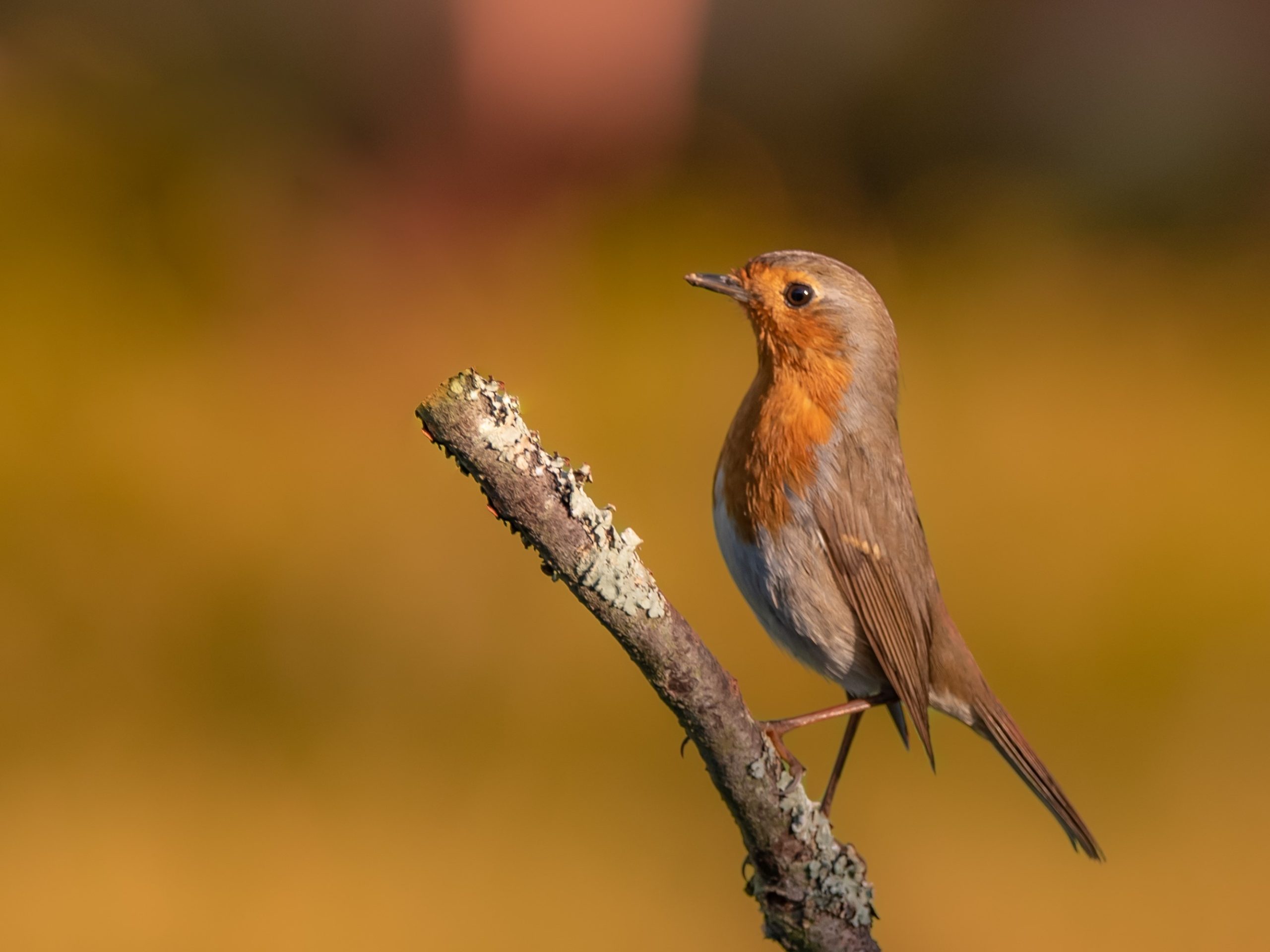 À Descoberta | Fauna e flora do Médio Tejo | Médio Tejo